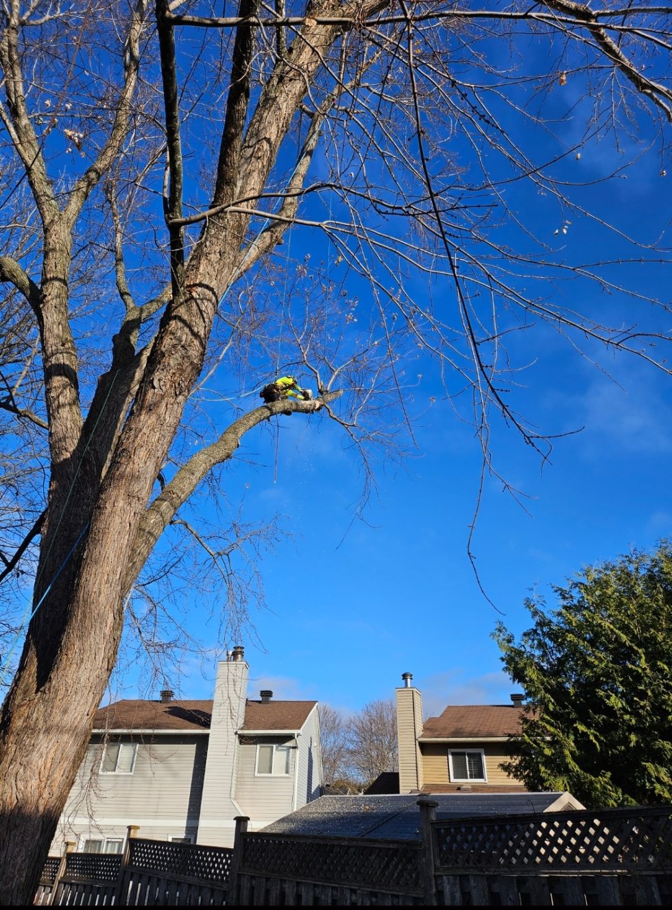 Apple Scab in Ottawa – Symptoms, Prevention & Treatment